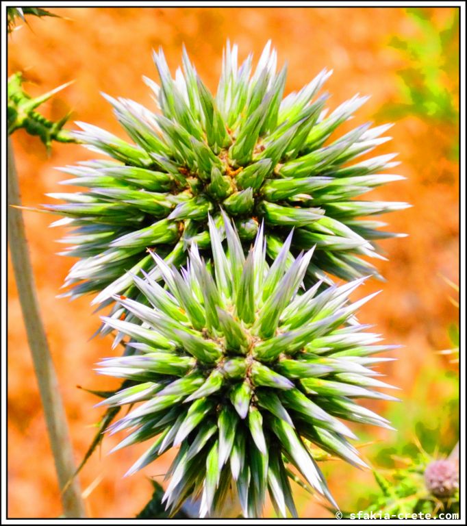 Photo galleries of Sfakia, Crete 038